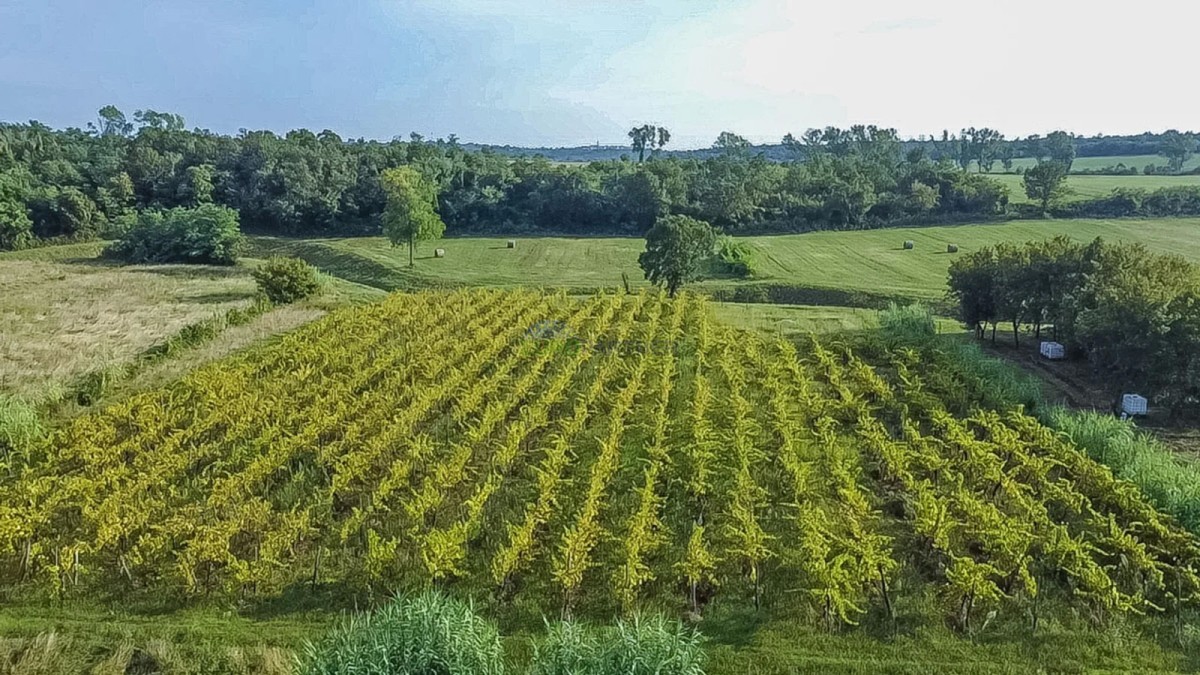 Zasađen vinograd i poljoprivredno zemljište u Bujama (94350) | REI