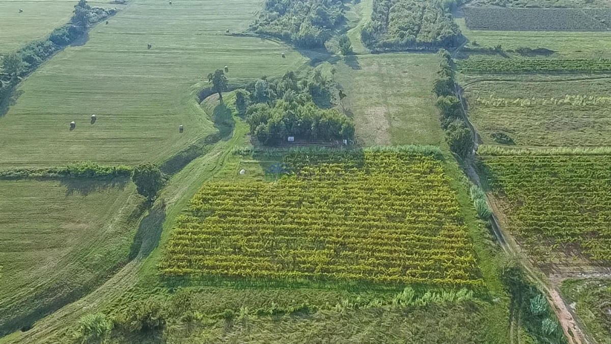 Zasađen vinograd i poljoprivredno zemljište u Bujama (94350) | REI