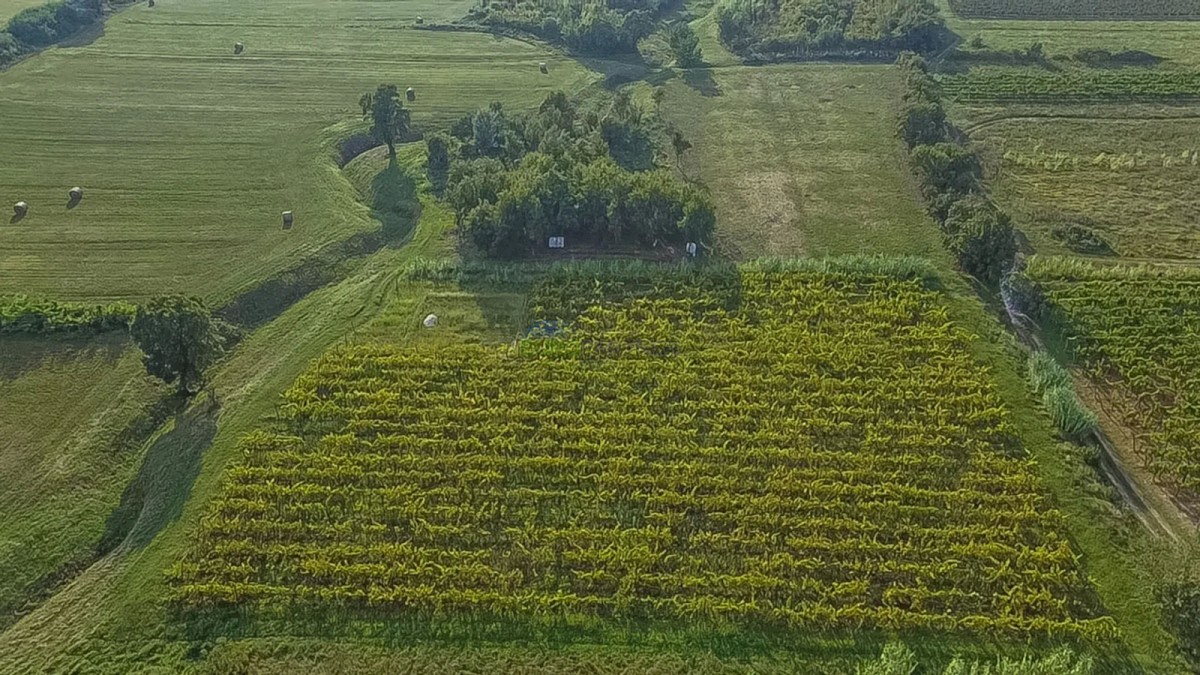 Zasađen vinograd i poljoprivredno zemljište u Bujama (94350) | REI